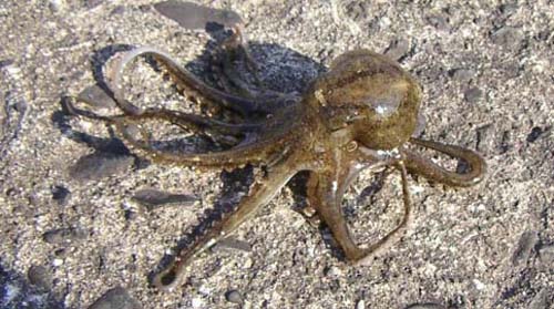 주꾸미 Ocellated octopus 주꾸미낚시 채비 : 네이버 블로그