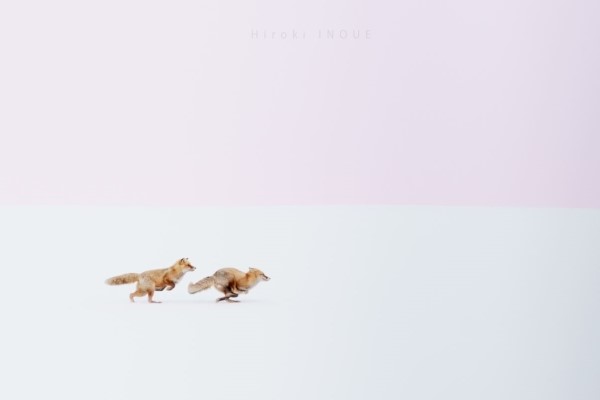 비현실적인 자연의 아름다움 : 포토그래퍼 Hiroki Inoue : 네이버 블로그