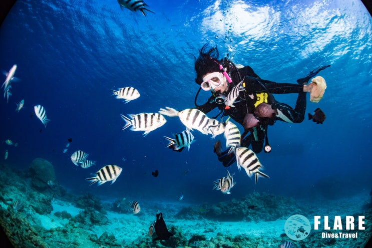 [오키나와 다이빙] 아주 가끔은, 프라이빗 가이드 : 네이버 블로그