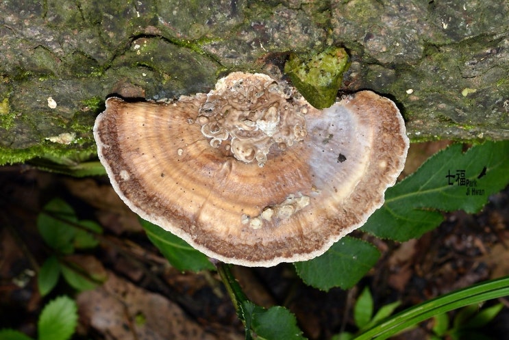 Trametes sp. 송편버섯속 일종 : 네이버 블로그