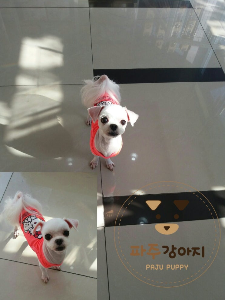 말티즈 엉킨털 미용 파주 금촌 금릉 운정 교하 운정 헤이리 문산 월롱 법원리 선유리 봉일천 강아지미용 애견미용 대형견 미용하는