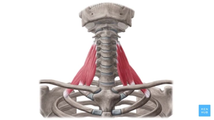Scalenes 사각근 : 네이버 블로그