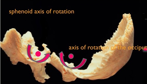 sphenobasilar symphysis(sbs) 접형기저결합(sbs)의 중요성과 움직임 굴곡과 신전- part 3 : 네이버 블로그