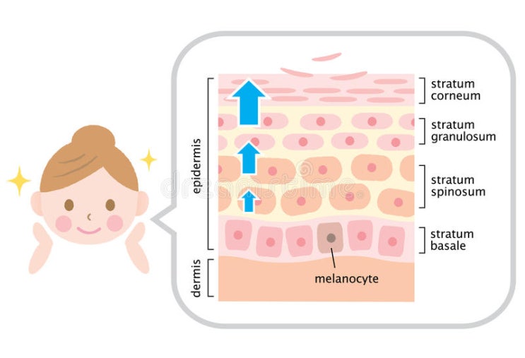 피부에 대한 간단한 지식 (+Skin turnover cycle 피부 재생 주기) #피부 턴오버 : 네이버 블로그