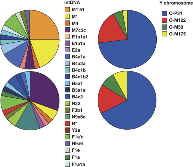 Larger mitochondrial DNA than Y-chromosome differences between ...