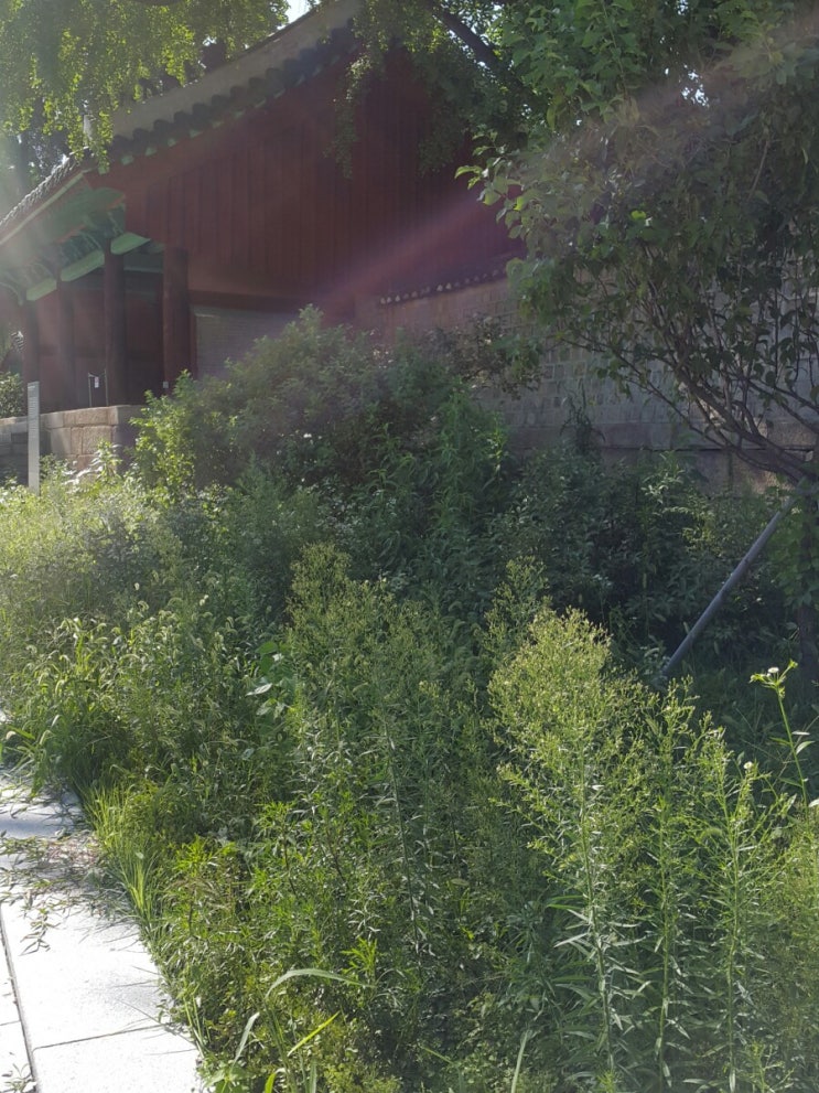 모기 등 해충의 살생에 관하여 : 네이버 블로그