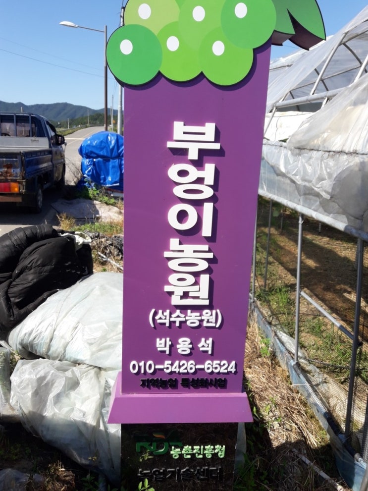 씨없는포도 망고맛이나는 샤인마스캇 청포도따기 영동군 석수농장 네이버 블로그