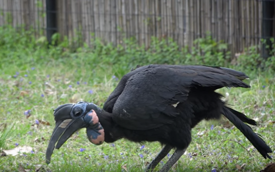3D Printed Prosthetic Beak : 네이버 블로그