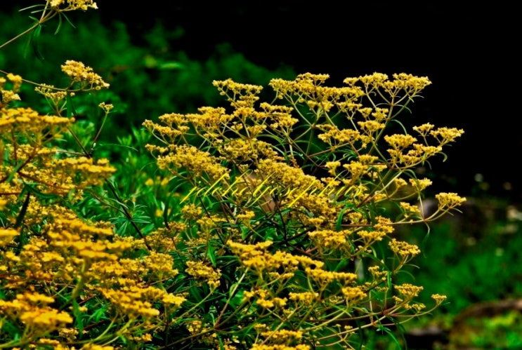 돌마타리(Patrinia rupestris (Pall.) Juss.) : 네이버 블로그