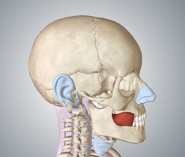 Right buccinator 협근 : 네이버 블로그