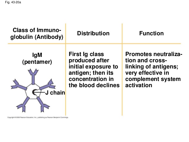 Ig classes : IgM, IgG, IgA, IgD, IgE : 네이버 블로그