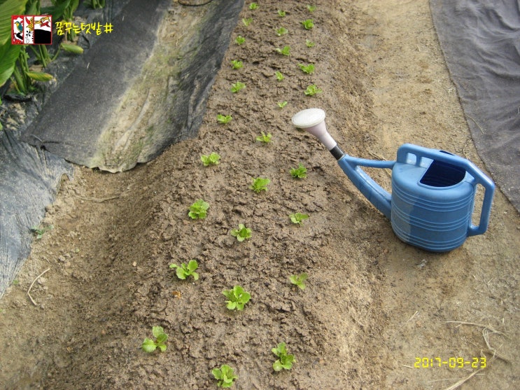 호미들고 살았다 : 네이버 블로그