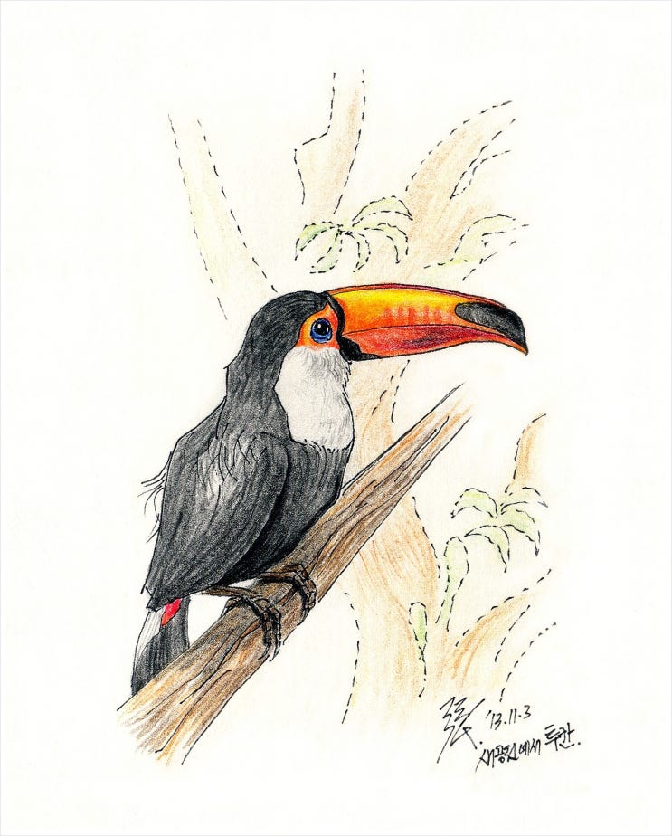 토코투칸 Toco Toucan : 네이버 블로그