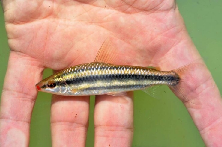 우루과이에서 채집된 어종들 : 네이버 블로그