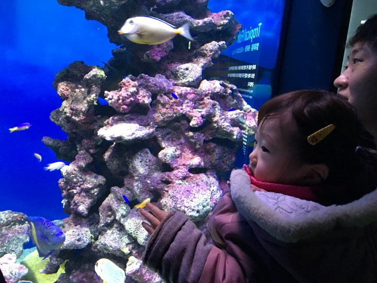 아쿠아플라넷 일산 : 네이버 블로그