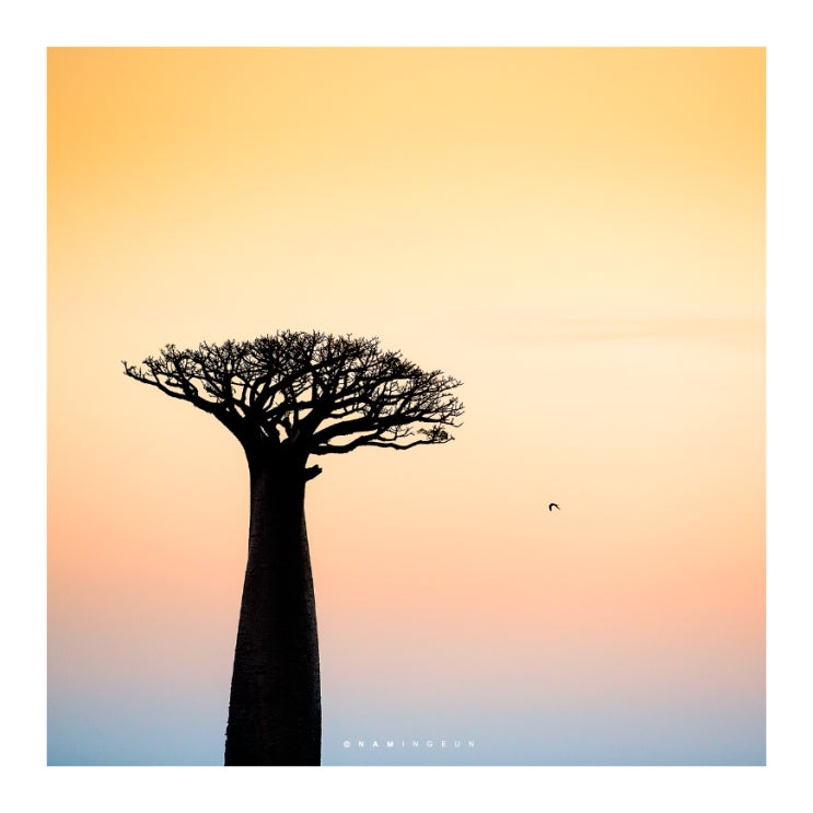 _in MADAGASCAR : Baobab Tree and a Bird [마다가스카르 : 바오밥나무와 새] : 네이버 블로그
