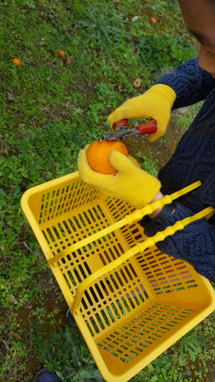 제주1일차-제주감귤따기체험.오설록 : 네이버 블로그