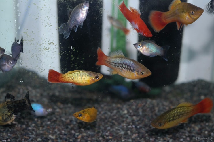 베어리어투스(Xiphophorus variatus) 사육과 번식 : 네이버 블로그