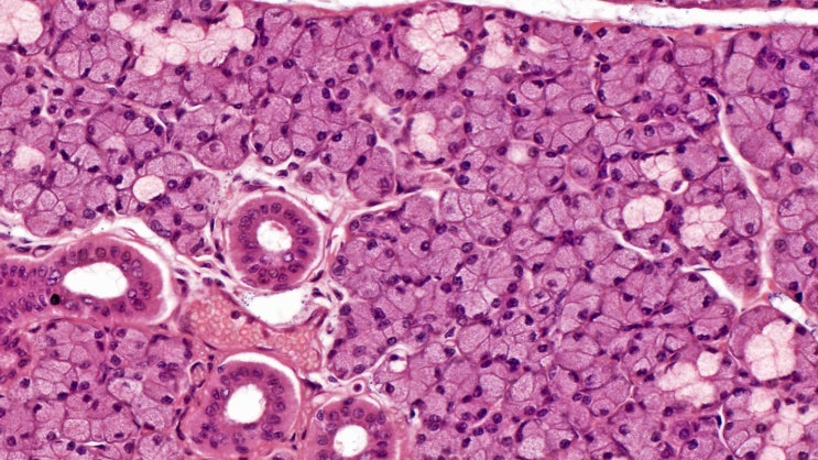 조직 (Tissue) : 네이버 블로그