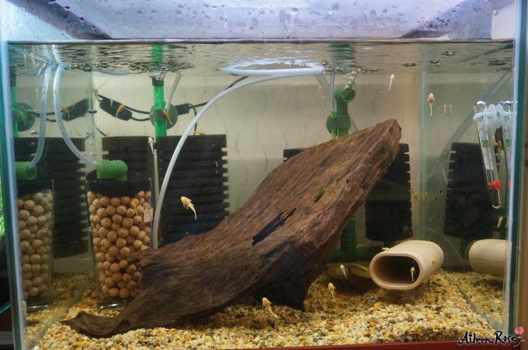 안시항 바닥재 세팅♥ 네이쳐팜 Sand Biotope Rio Nile 후기! : 네이버 블로그