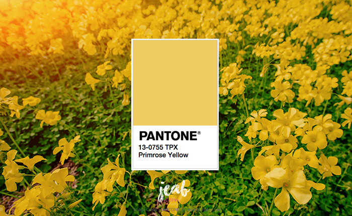 [Primrose Yellow,프림로즈옐로우]2017 S/S Pantone Trend Color/트렌드컬러/팬톤컬러/올해의컬러 ...