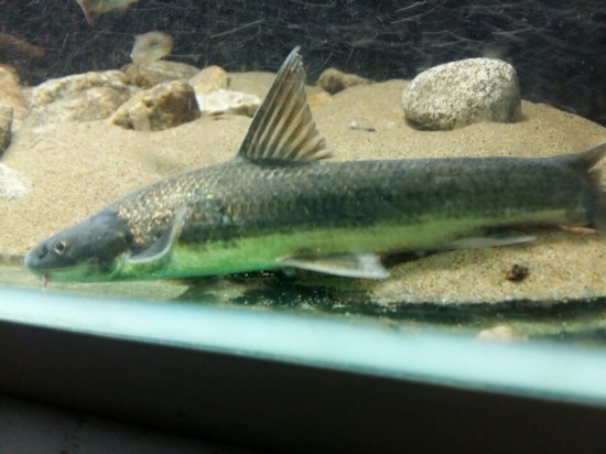 케톱치 (Coreius heterodon) : 네이버 블로그