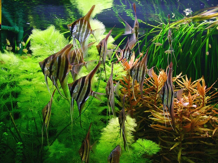 [물고기, 알고 키우자] 알텀 엔젤 Pterophyllum altum : 네이버 블로그