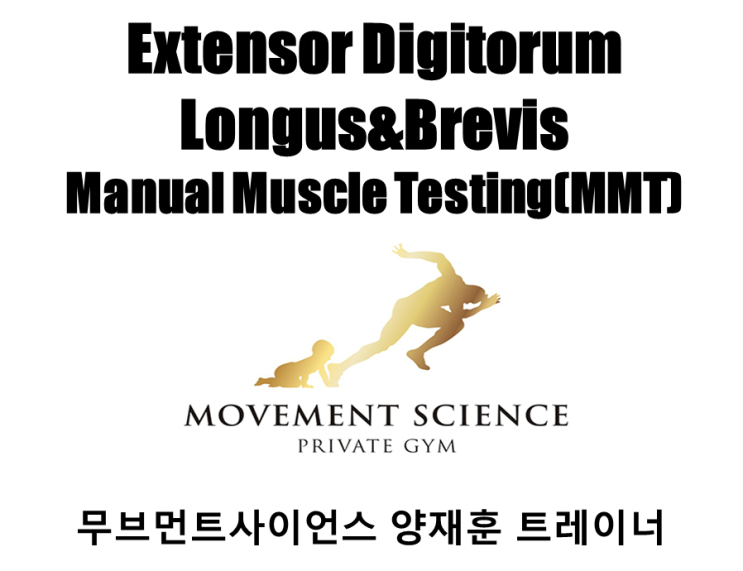[수지PT]장지신근, 단지신근(Extensor Digitorum Longus&Brevis)과 Manual Muscle ...