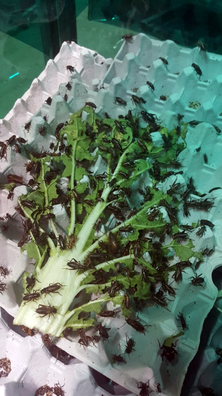 사람과곤충 귀뚜라미농장 쌍별귀뚜라미 귀뚜라미 사육 개구리농장 고소애 밀웜 갈색거저리 흰점박이꽃무지 굼뱅이