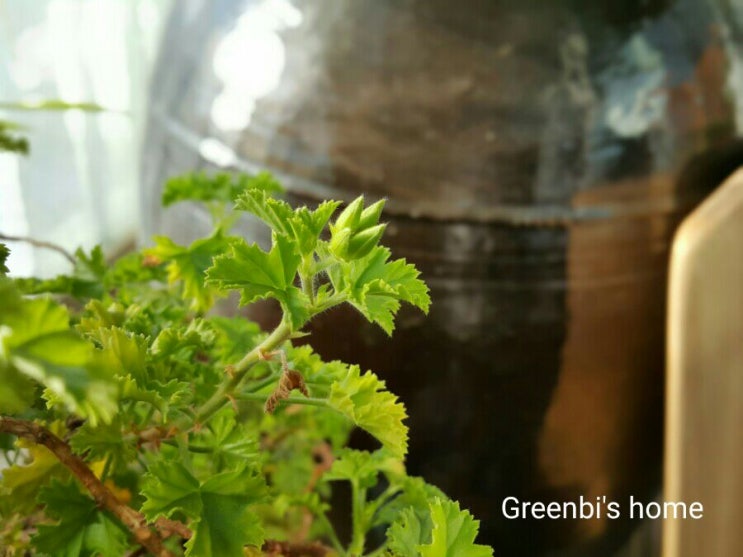 봄맞이 준비하는 랜디 : 네이버 블로그