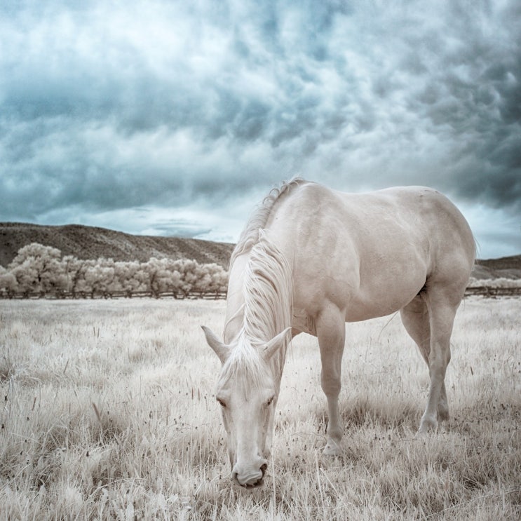 이집트(애굽)왕 시삭 : 네이버 블로그