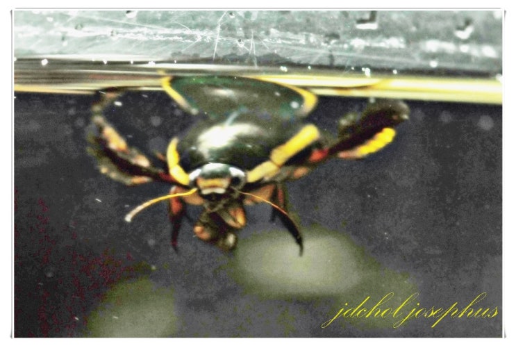 물방개(Cybister japonicus Sharp, 1873) : 네이버 블로그