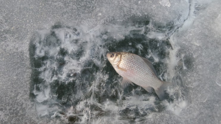 서산 화곡지 얼음붕어낚시를 다녀와서.. : 네이버 블로그