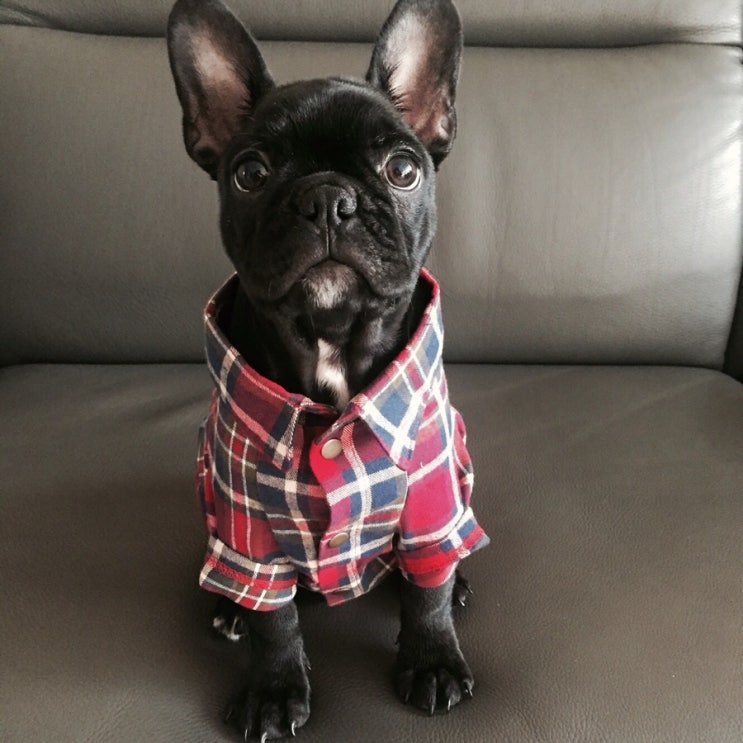 송충일기/프렌치불독 프렌치불독분양 강아지 강아지모델 반려견 반려견일상 강아지옷 : 네이버 블로그
