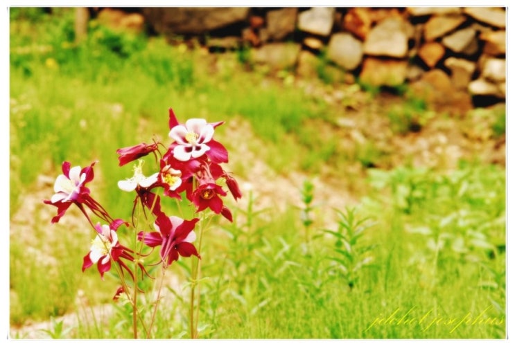 덴마크난장이매발톱(Aquilegia x cultorum 'Danish Dwarf') : 네이버 블로그