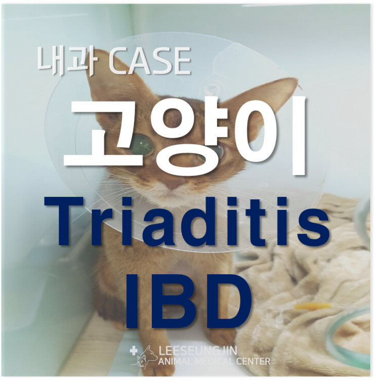 고양이 염증성장질환, 췌장염, 간담관염(Triaditis) : 네이버 블로그