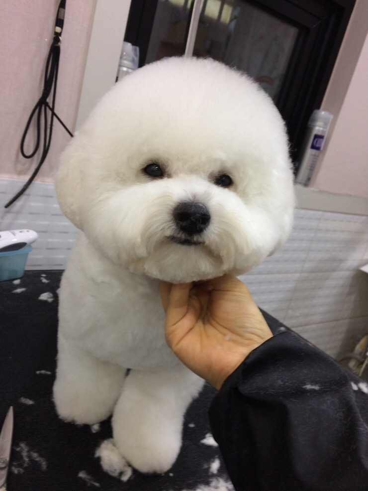 울산 남구신정동신운미애견미용실울산애견미용태화로터리애견샵울산가위컷전문울산애견미용잘하는곳울산애견미용추천울산비숑미용울산