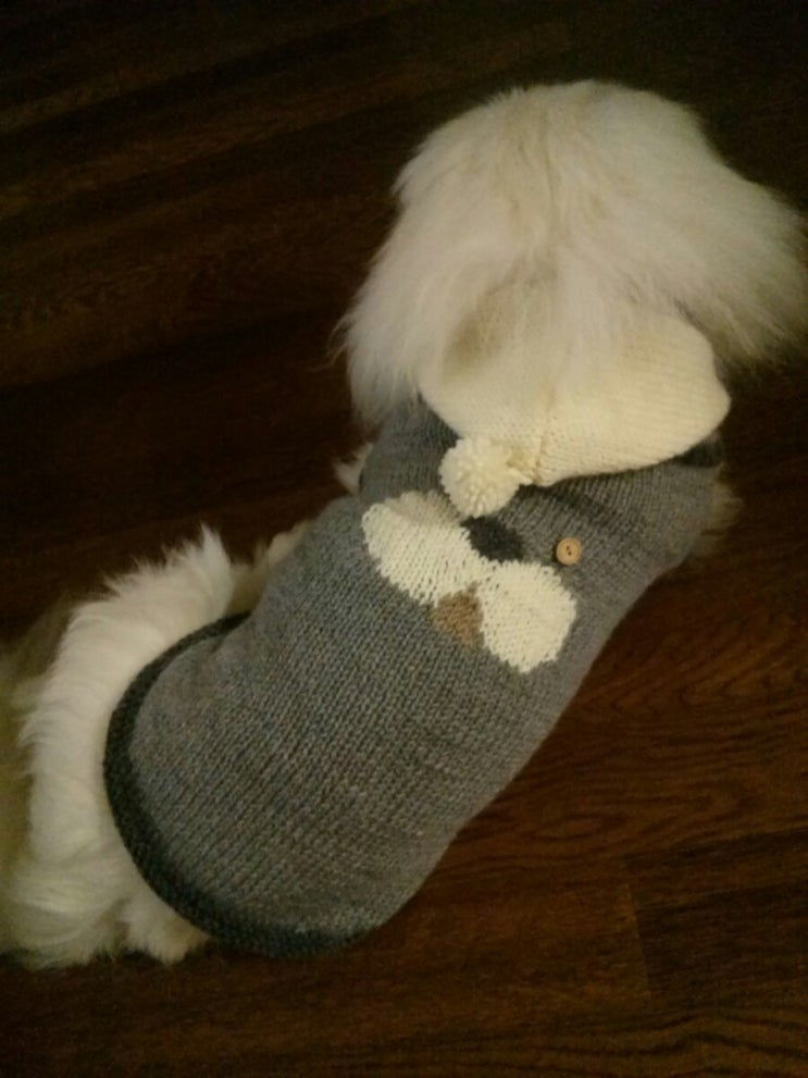 [모모맘손뜨개 강아지옷] 모모야, 흰눈이 오는날~! 뭐입지? : 네이버 블로그