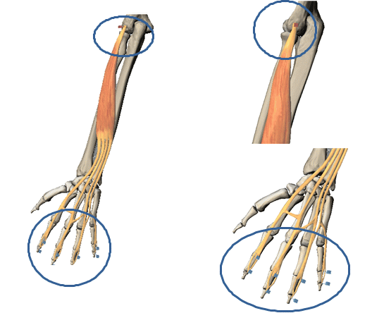 [장코치(장우현) 근육학 칼럼] 지신근 (손가락폄근, Extensor Digitorum) : 네이버 블로그
