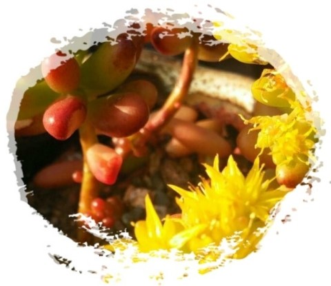 뜻이 좋은 사자성어 모음 : 네이버 블로그