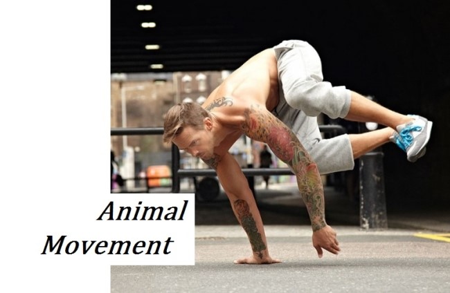 Animal Movement : 네이버 블로그