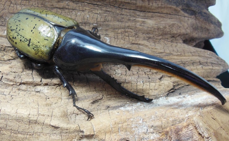 Dynastes hercules hercules(헤라클레스, 헤라헤라) : 네이버 블로그