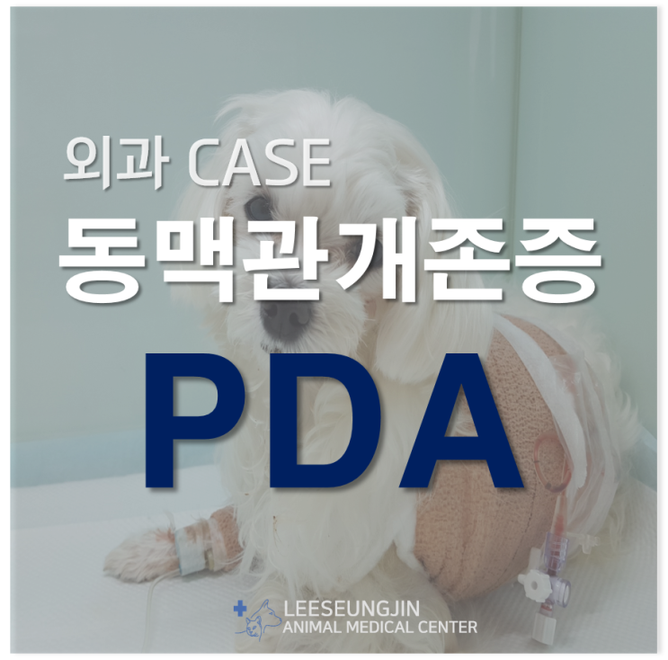 개 동맥관 개존증(PDA; Patent Ductus Arteriosus) : 네이버 블로그