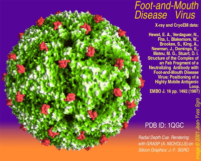 구제역 질병 바이러스, Foot-and-mouth disease virus (FMDV), Aphthovirus : 네이버 블로그