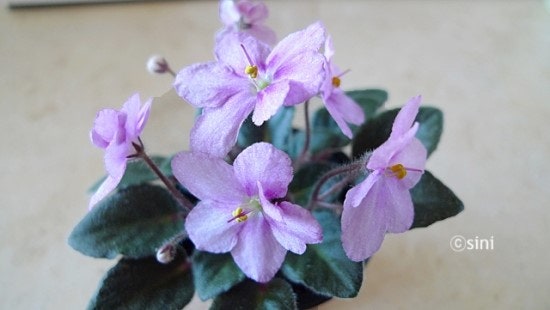 Rob's Fiddle Faddle (로브스 피들 패들) / Saintpaulia (African Violets) : 네이버 블로그