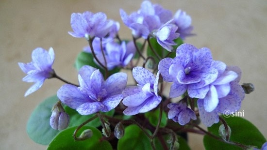 Rob's Boolaroo (로브스 불라루) / Saintpaulia (African Violets) : 네이버 블로그