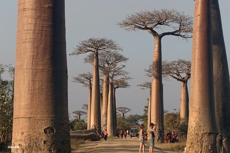 바오밥거리(Baobab valley) 를 거쳐 칭기가는 길 : 네이버 블로그