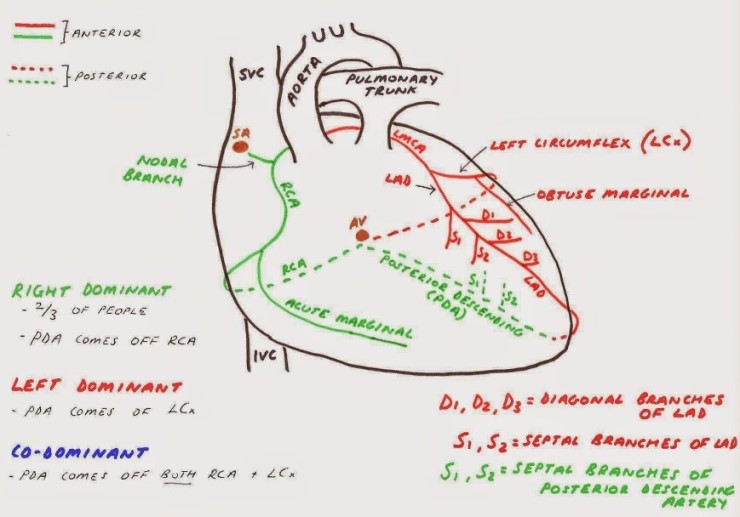 Coronary circulation - localization of MI : 네이버 블로그