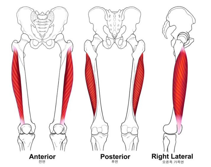 해부학_대퇴사두근(Quadriceps Femoris Group)_외측광근(Vastus lateralis) : 네이버 블로그