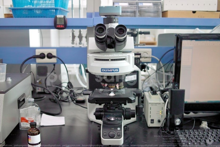 OLYMPUS BX53 Research Upright Microscope (올림푸스 BX53 연구용 정립 현미경) : 네이버 블로그